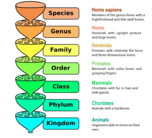 Binomial Nomenclature & Taxonomy